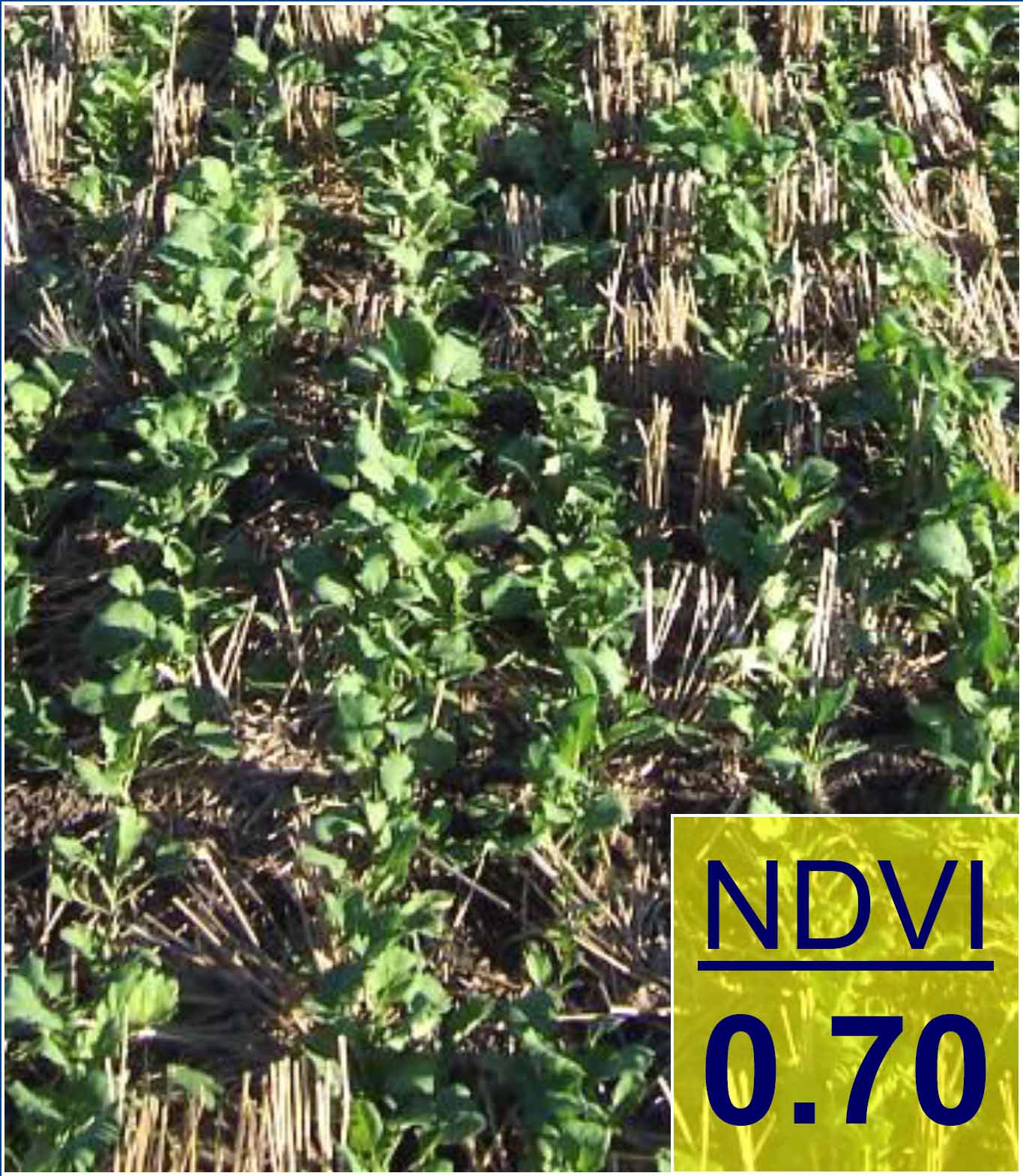 Plant vigor mapping for precision agricolture - Tononeng